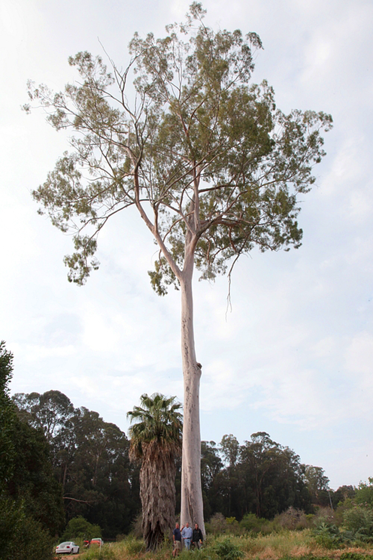 The Ellwood Queen – Goleta History