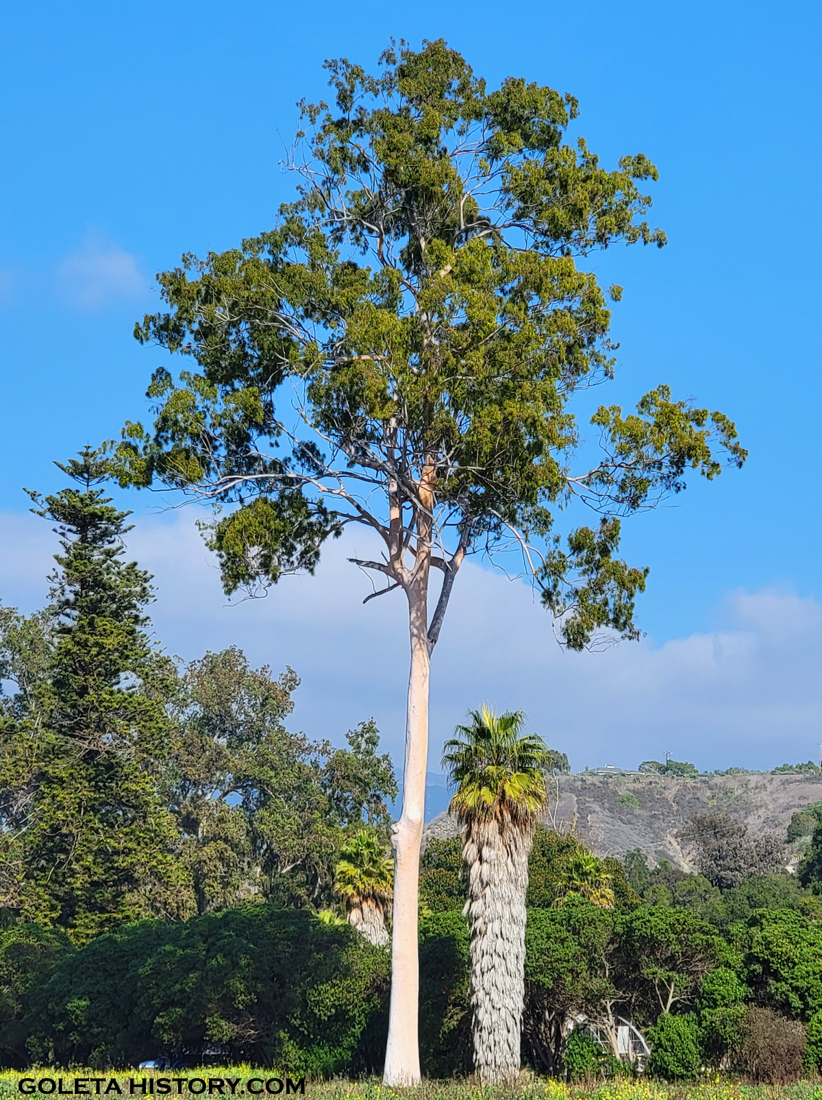 The Ellwood Queen – Goleta History